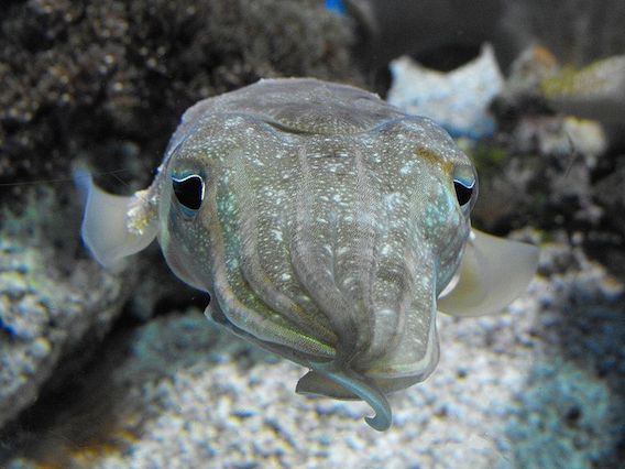 Cuttlefish Photo Gallery | The Fascinating Cuttlefish