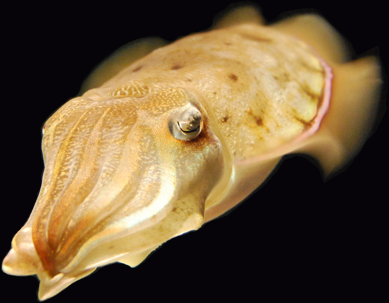 The Fascinating Cuttlefish