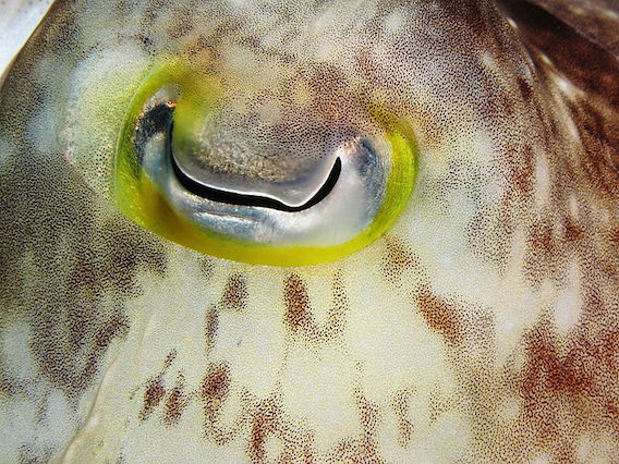 Cuttlefish Physiology | The Fascinating Cuttlefish